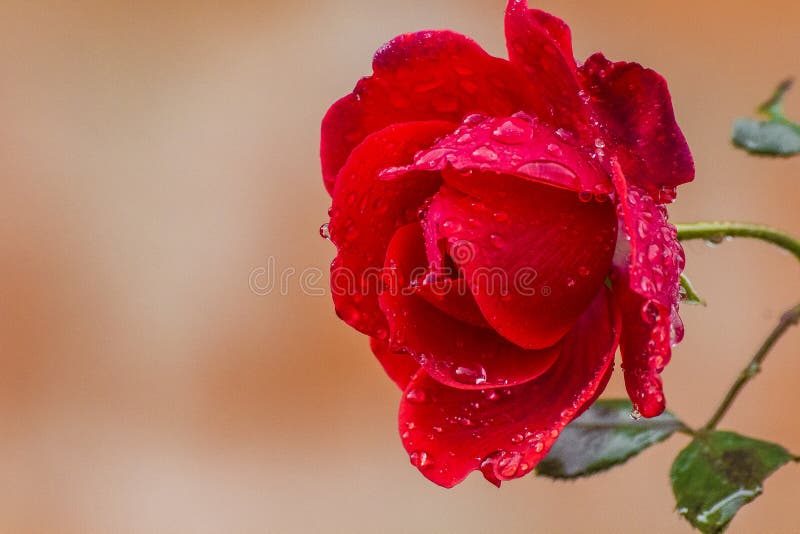 Red rose with dew drops stock image. Image of flowers - 174814495