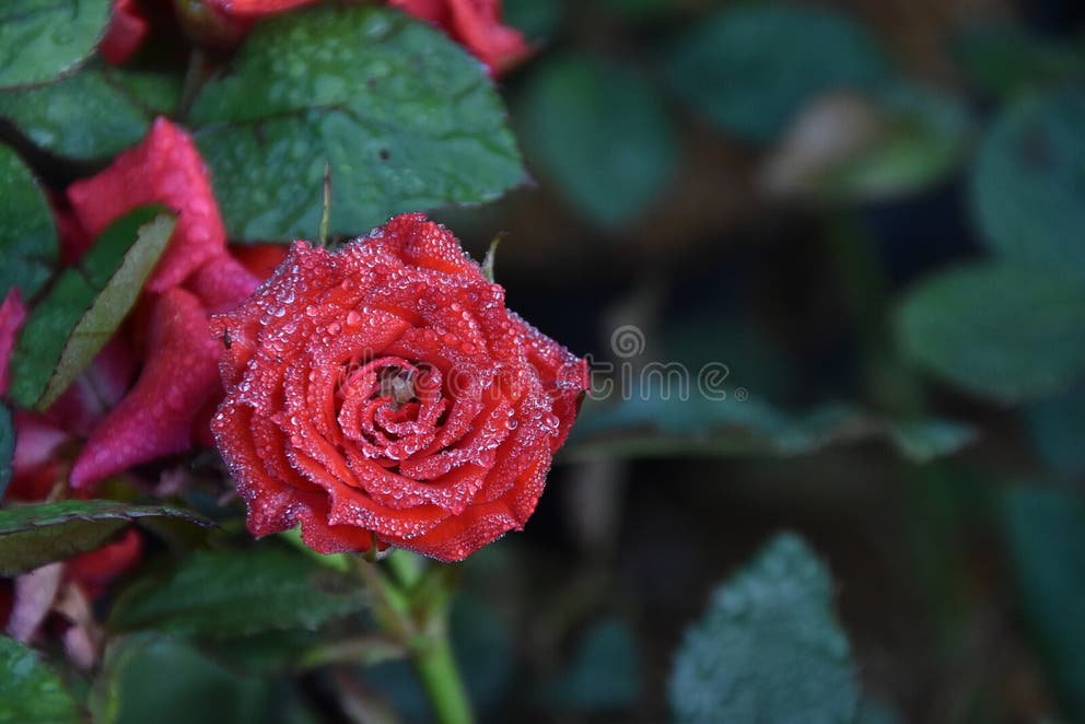 Red Rose with Dew stock image. Image of plant, park - 164612945