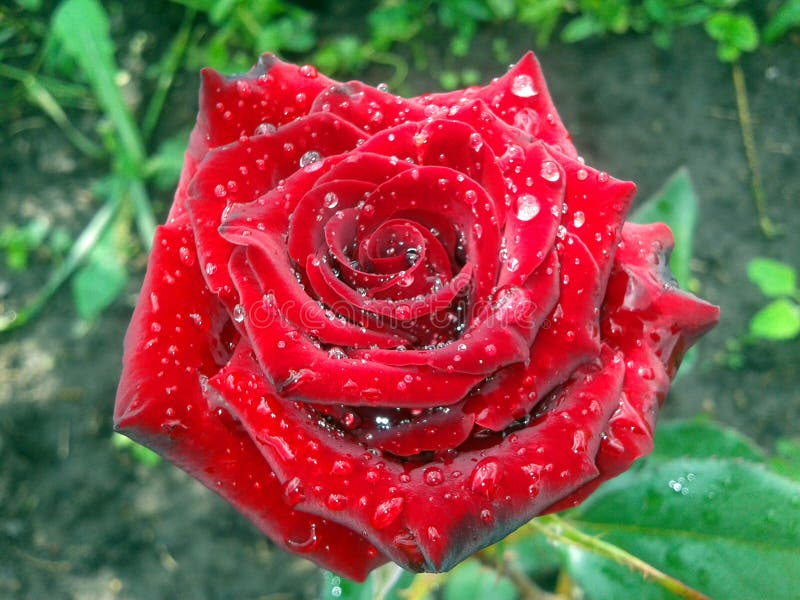 Red Rose with Dew on Petals Stock Image - Image of nature, beauty: 88163133