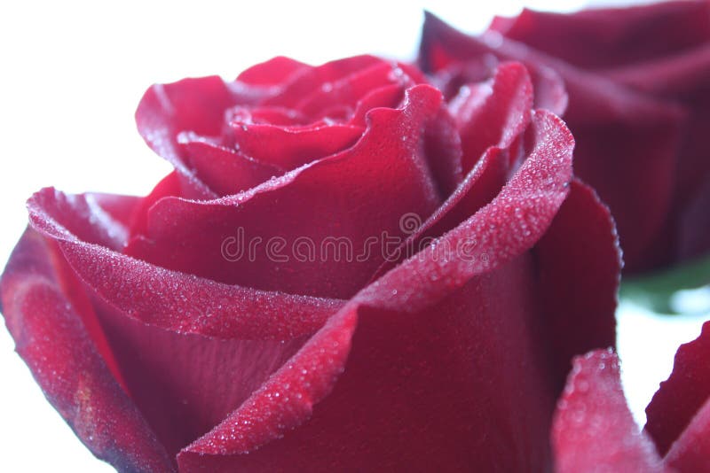 Red rose with dew stock photo. Image of love, rose, morning - 172971890