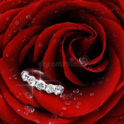 Red Rose with Diamond Ring Closeup Stock Photo - Image of fragile, gold ...