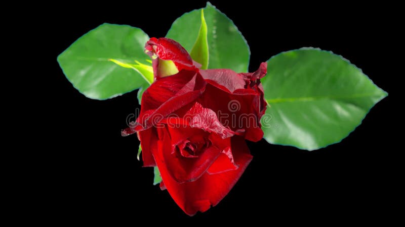 Red Rose Dies, Time-lapse with Alpha Channel Stock Footage - Video of ...