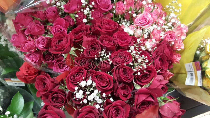 Red rose editorial photography. Image of rose, flower - 112859557