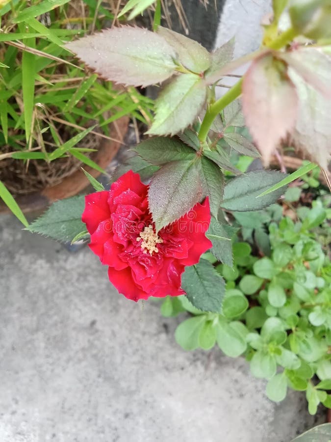 Red Rose in a Different Look Outside of Home Stock Photo - Image of ...