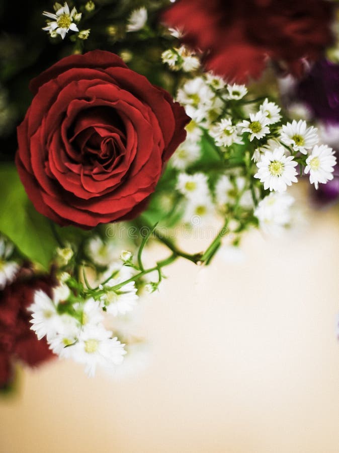 Red rose stock photo. Image of nature, bouquet, bush - 87600402