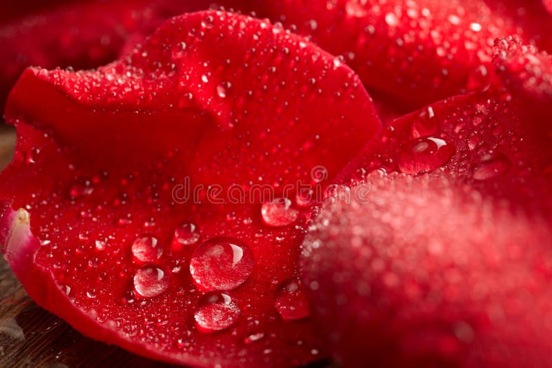 Red rose, drop water stock image. Image of drop, decoration - 17035547