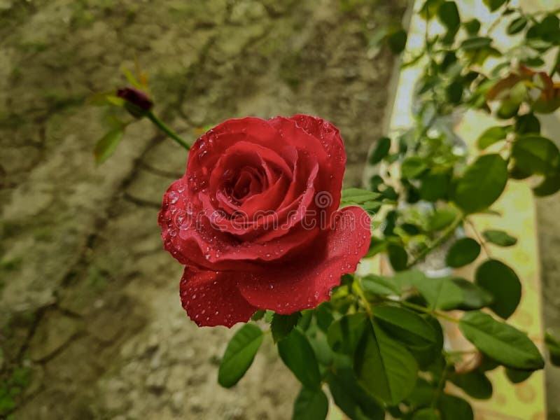 Red Rose with Droplet Water Stock Photo - Image of yellow, rose: 268634870