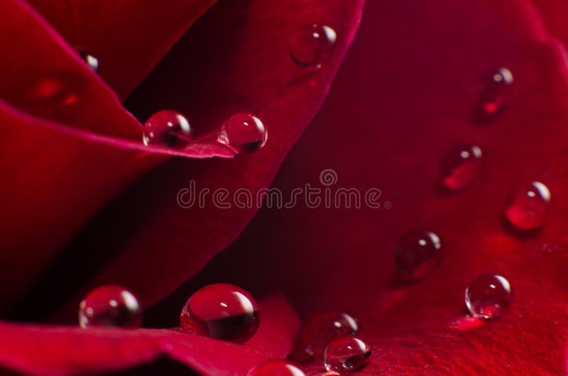 Red Rose with droplets stock image. Image of fragrant - 77543511