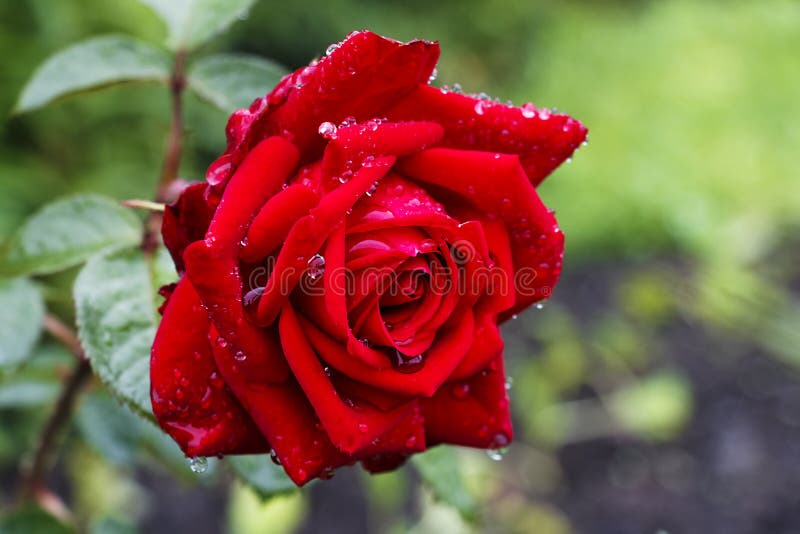 Red rose after a rain stock image. Image of nature, thorns - 120707659