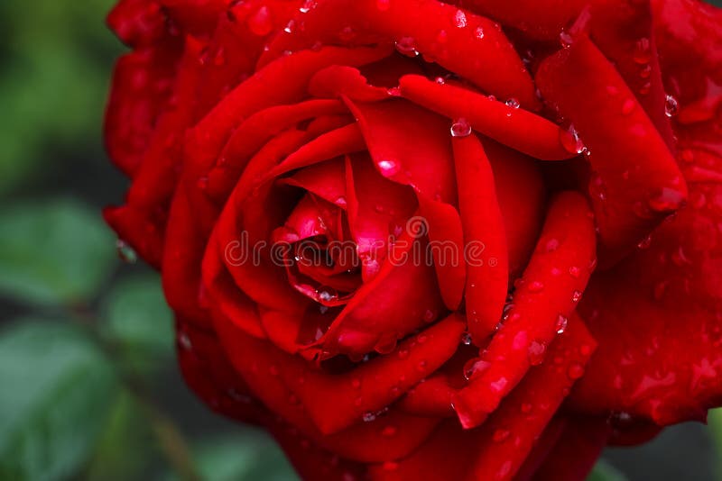 Red rose after a rain stock image. Image of droplet - 120707755