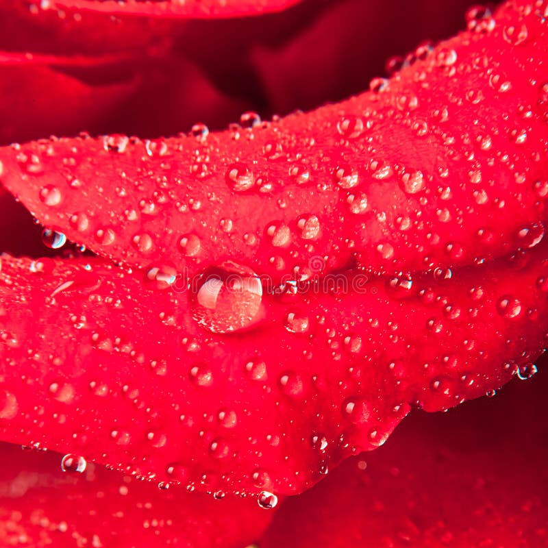 Red rose drops stock photo. Image of close, beautiful - 20000704