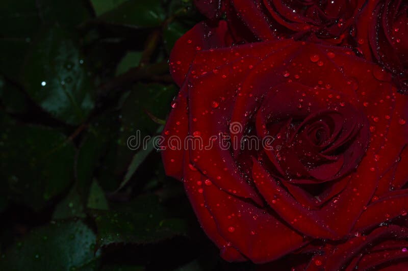 Red Rose with Drops of Water Against a Dark Background Stock Image ...