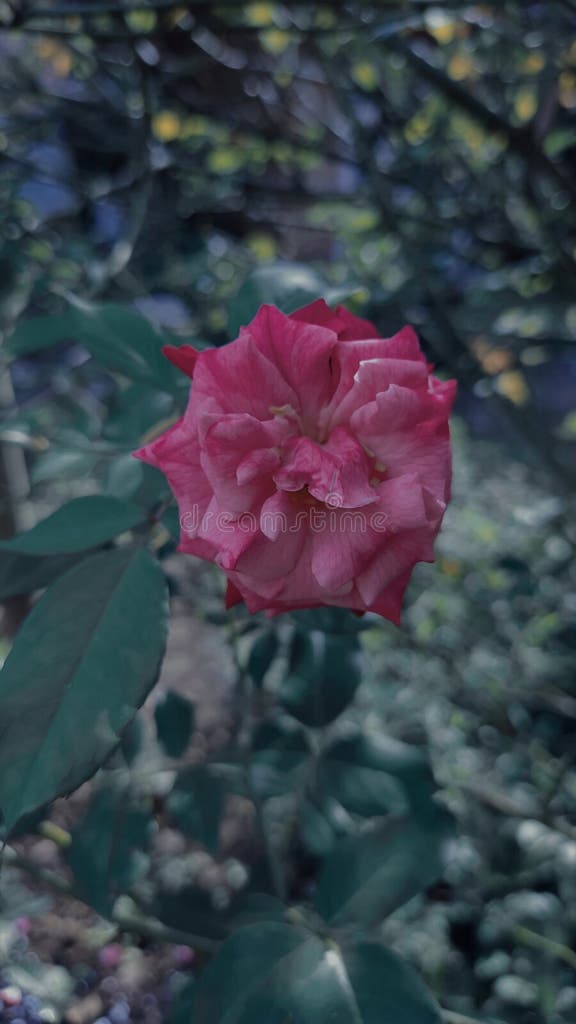 Red rose with dusk nuance stock photo. Image of dusk - 375823296