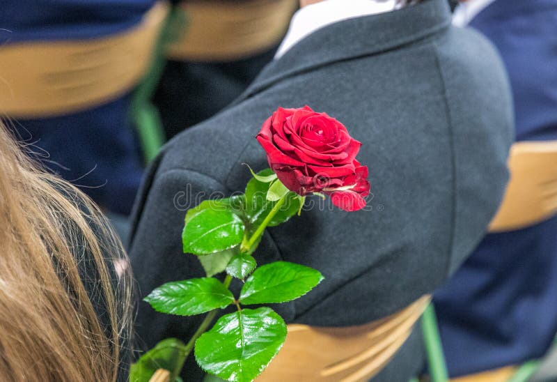 Rose Follower Stock Photos - Free & Royalty-Free Stock Photos from ...