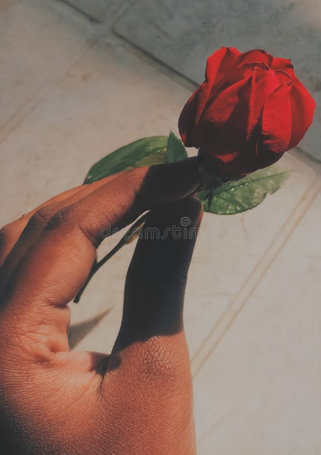Red Rose for Expressing Love,Red Rose for Proposing the Loved Ones ...