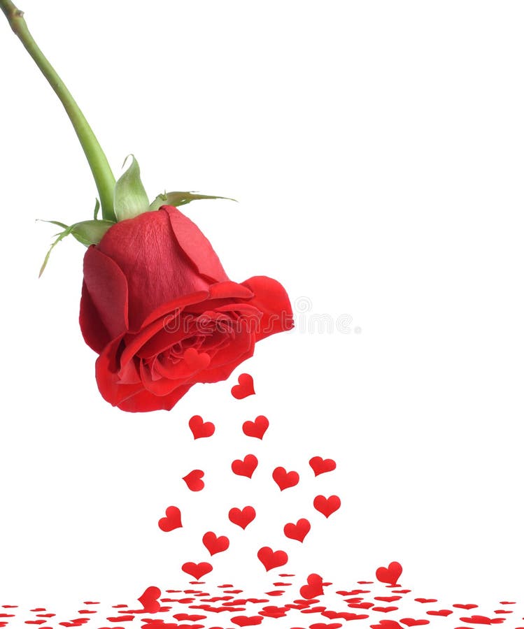 Red rose and fall heart stock image. Image of head, individuality - 7742667