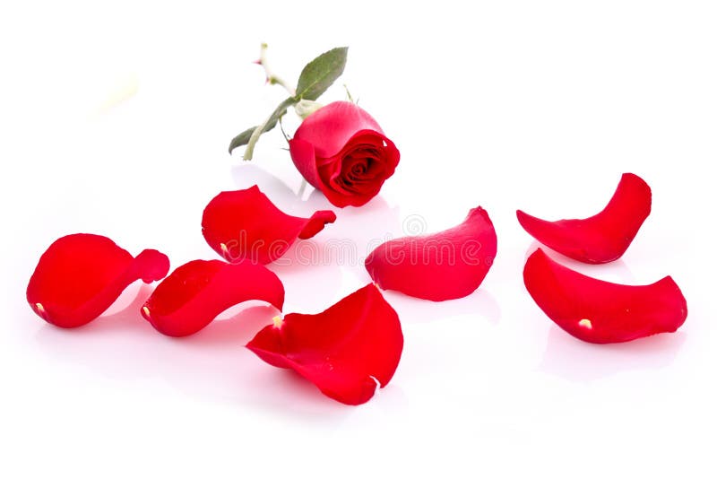 Red Rose with Fallen Petals Isolated Stock Photo - Image of beautiful ...