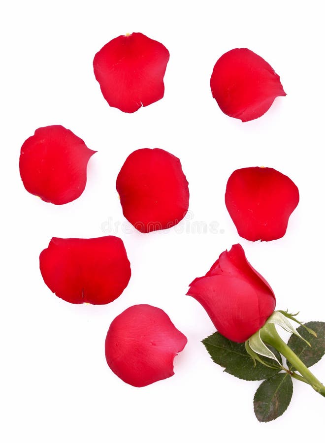 Red Rose with Fallen Petals Isolated Stock Photo - Image of beautiful ...