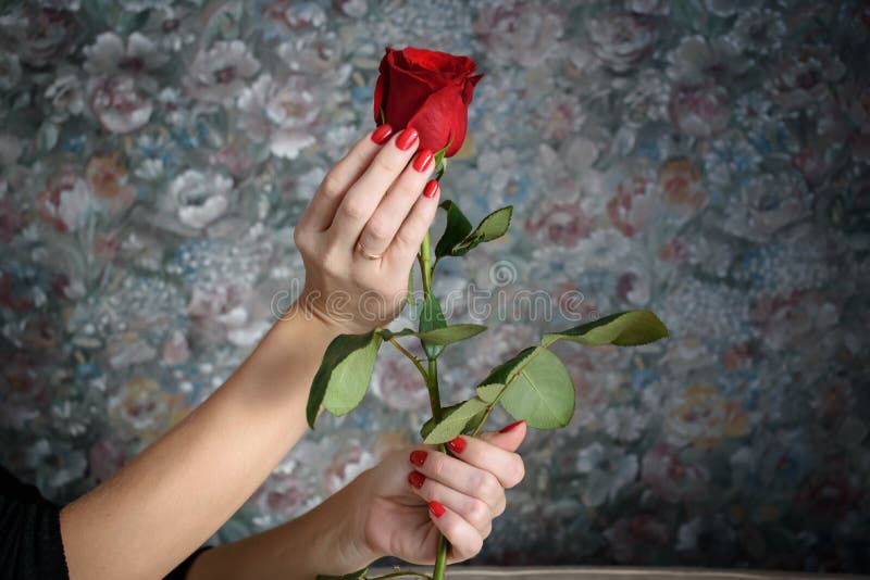 The Red Rose in the Female Hand Stock Image - Image of aroma, dress ...