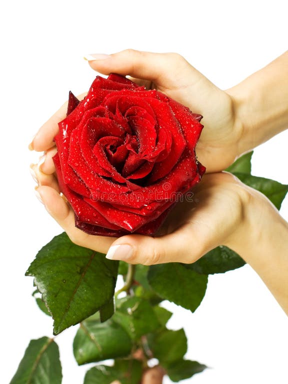 Red rose in female hands stock image. Image of fashion - 18316791