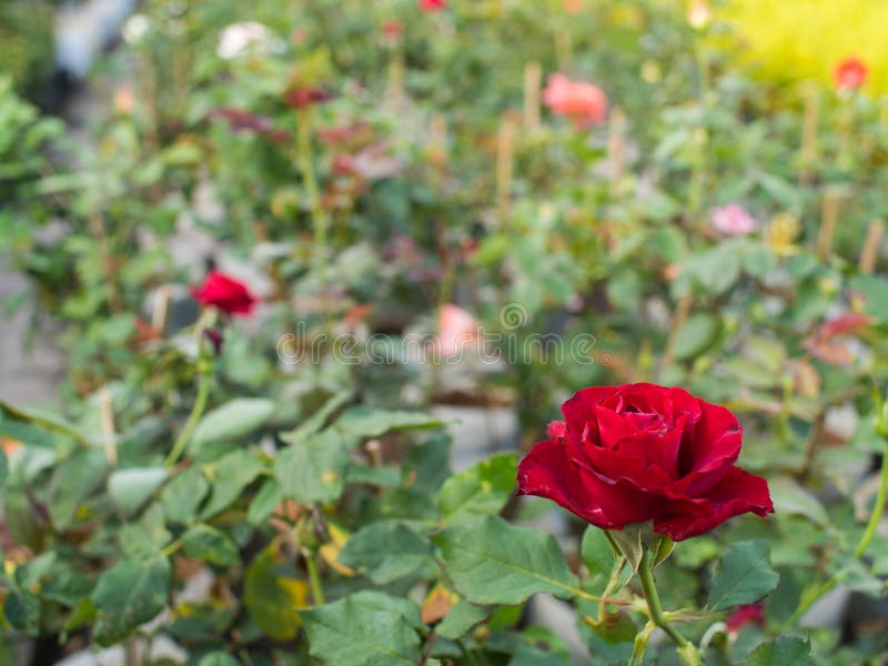 Red Rose in the Field stock photo. Image of grow, green - 90016784