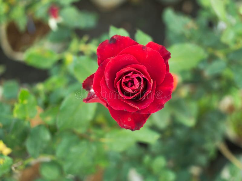 Red Rose in the Field stock image. Image of beautiful - 90016787