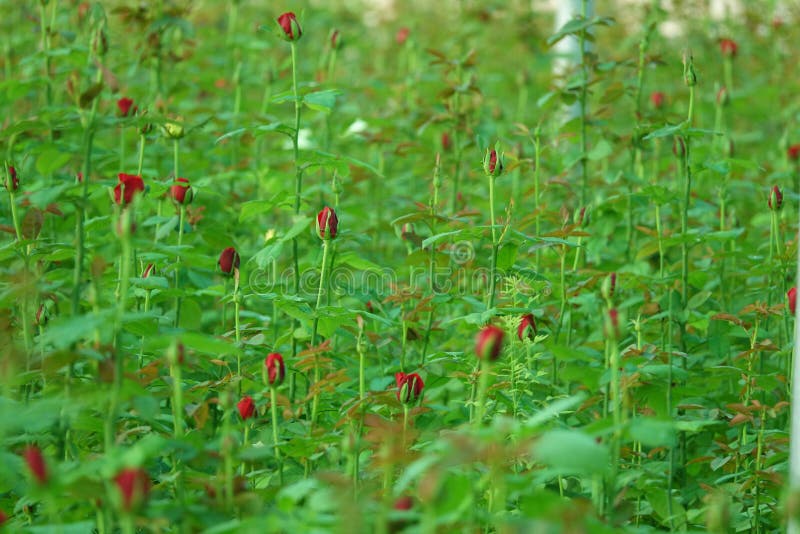 Red Rose Field stock image. Image of mountain, garden - 81445845