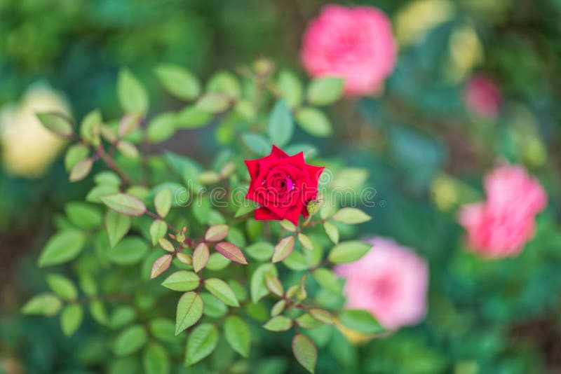 Red Rose Field Picture. Image: 83019194