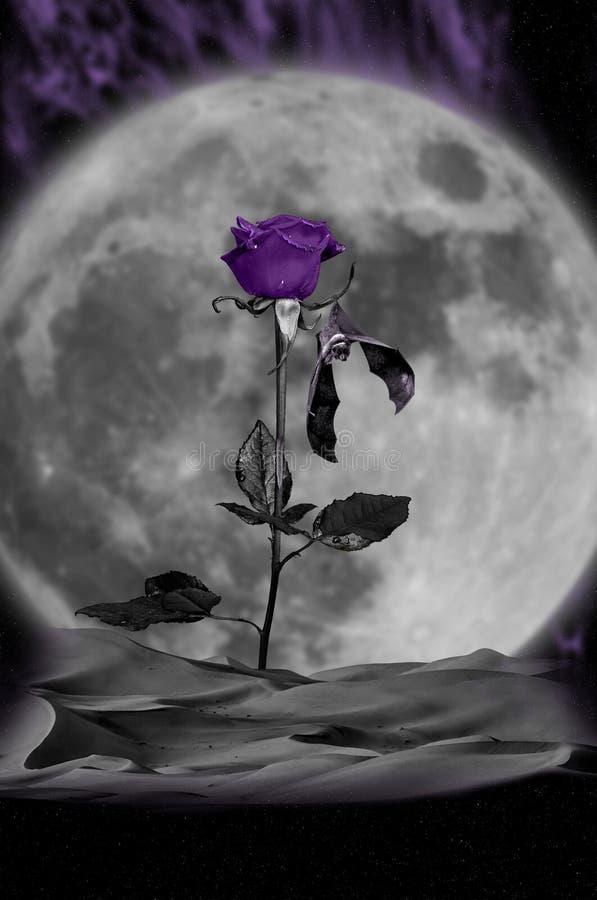 Moonlight Rose Stock Illustrations – 938 Moonlight Rose Stock ...