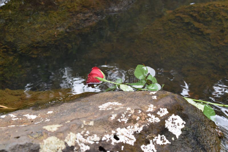 Red Rose Floating in the Water. Stock Photo - Image of beautiful, alone ...