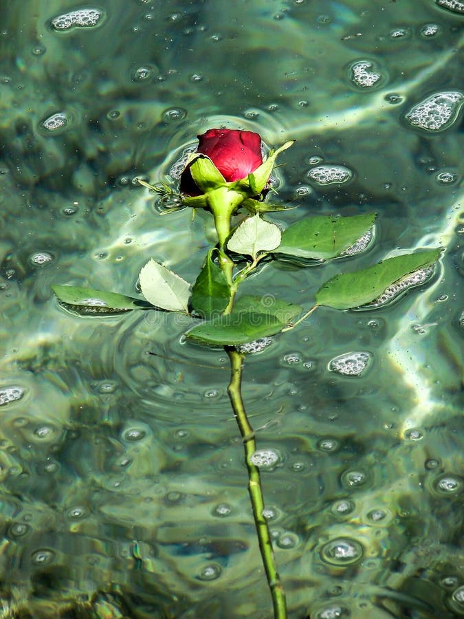 Red Rose Floating in Water. Stock Photo - Image of show, floating: 95905888