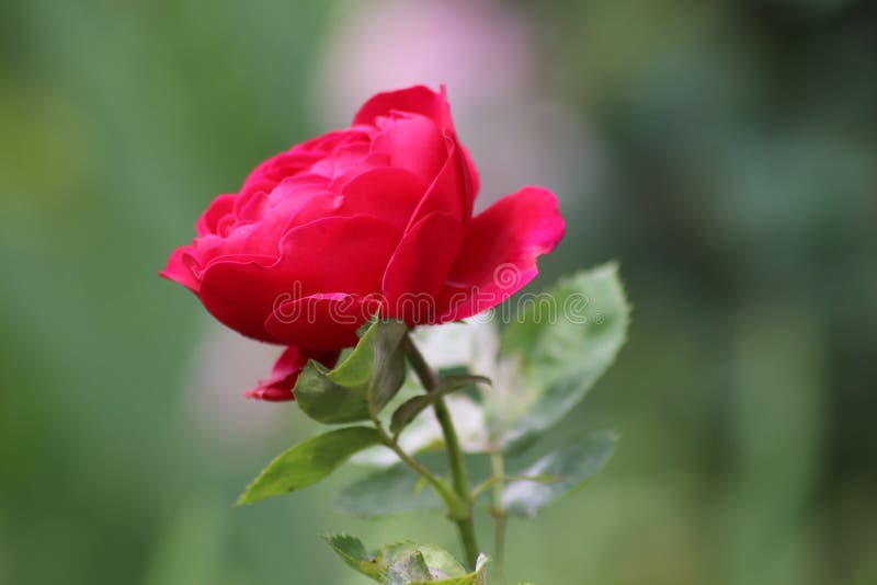 Red rose flora photo stock photo. Image of rose, beauty - 153128024