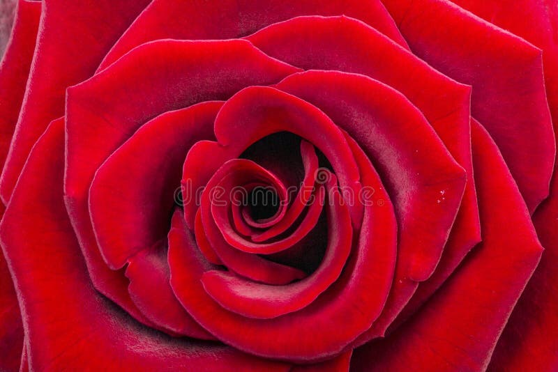 Red Rose , Floral Background Stock Image - Image of flower, valentine ...