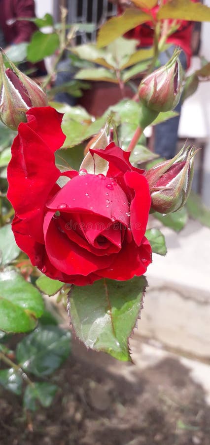 Red rose flowe stock photo. Image of house, rose, flower - 189300136