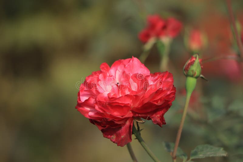 Red Rose Flower. Background Stock Image - Image of blossom, blooming ...