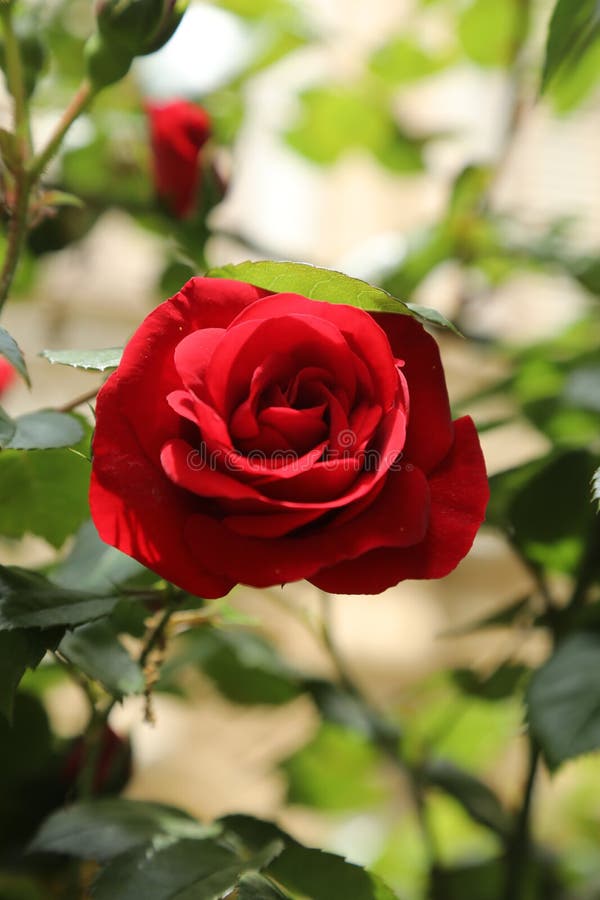 Red Rose Flower on Background in the Garden of Flowers Stock Photo ...