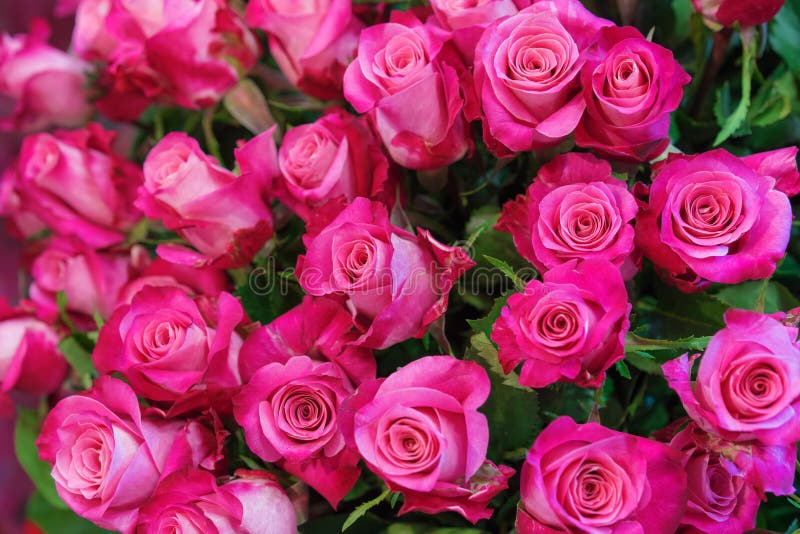 Red Rose Flower. Background Stock Image - Image of blooming, bloom ...