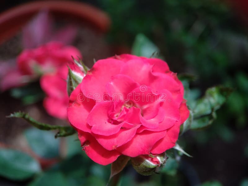 Red Rose Flower stock image. Image of pink, peony, tulip - 201899569