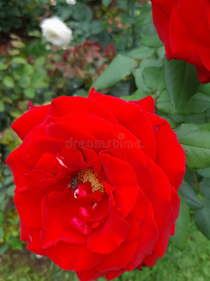 Red Rose Flower with BEE stock image. Image of flower - 252155421