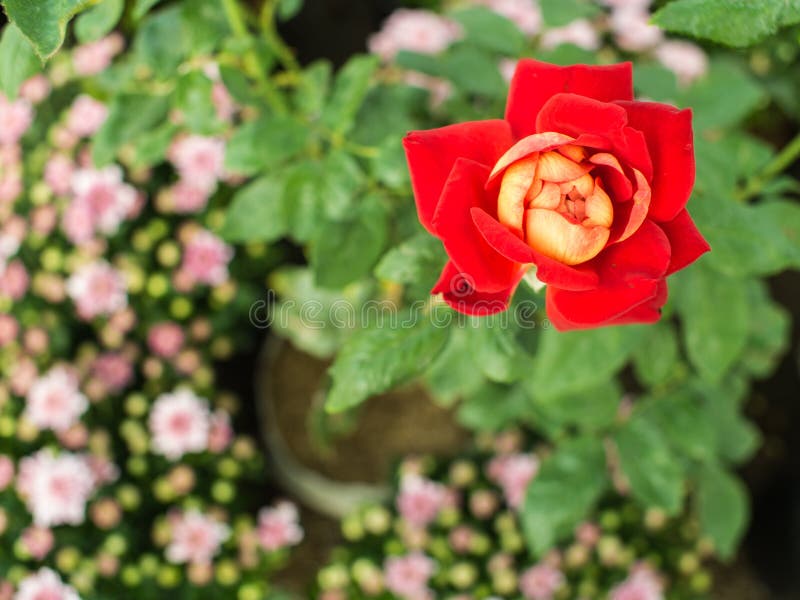 Red Rose Flower Behind Pink Flowe Stock Photo - Image of nice, flora ...
