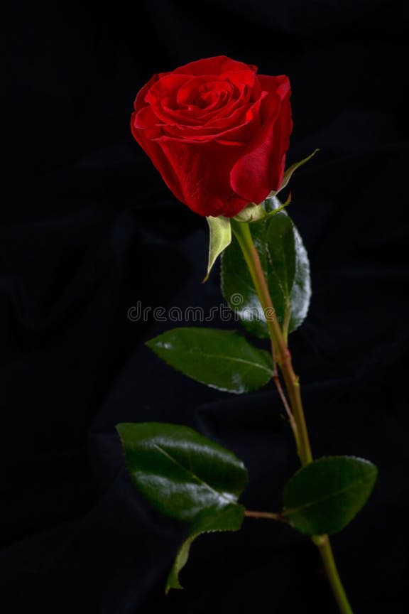 Red Rose Flower on Black Background Stock Image - Image of beauty ...