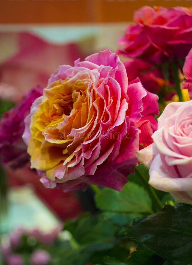 Red Rose Flower Blooming in Roses Garden Stock Photo - Image of culture ...