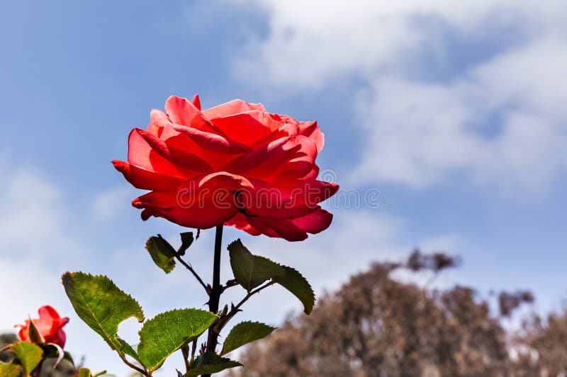 Red Rose Flower Blooming in Spring Time Againts a Blue Sky Stock Photo ...