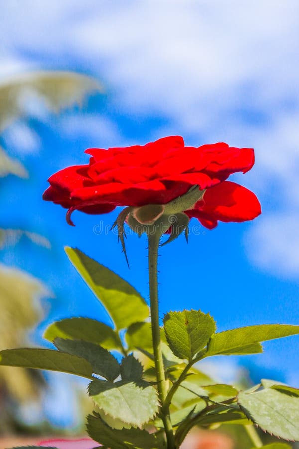 Red Rose Flower with Blue Sky Background Photography. Flower Wallpapers ...