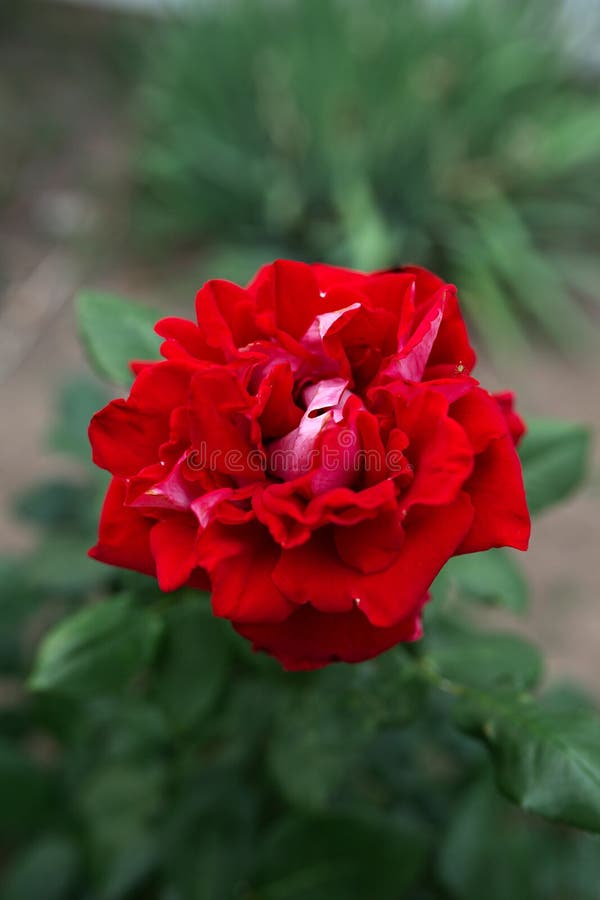 Red Rose Flower. Blurred Background. Macro. Garden, Garden Floriculture ...