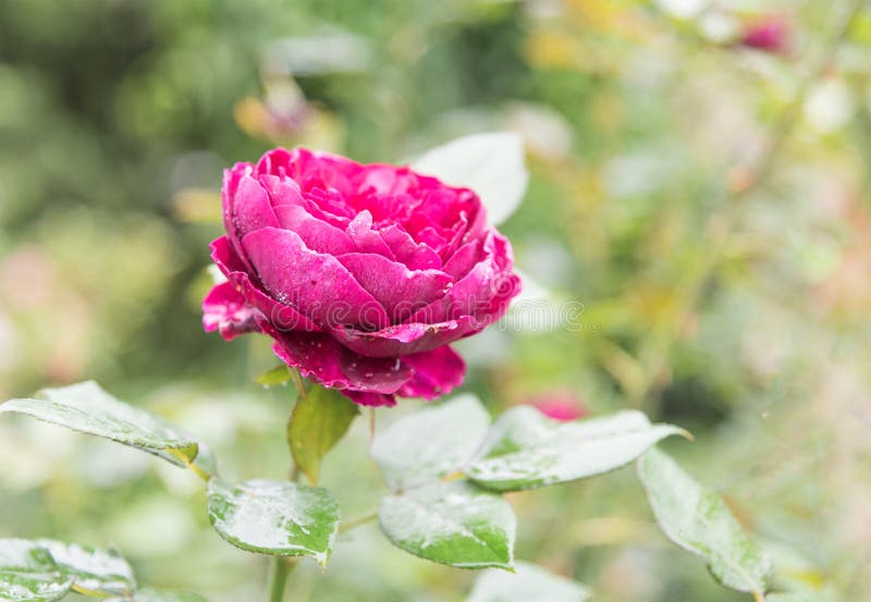 Red Rose Flower on Branch with Drops of Dew in Garden Stock Photo ...