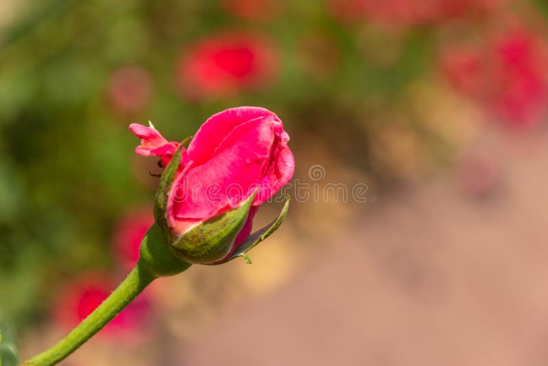 Red Rose Flower on the Branch in the Garden Stock Image - Image of ...