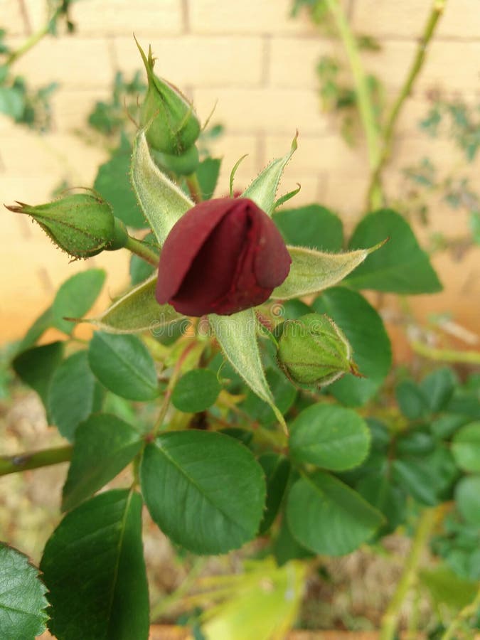 Red Rose Flower bud stock photo. Image of early, rose - 100618458