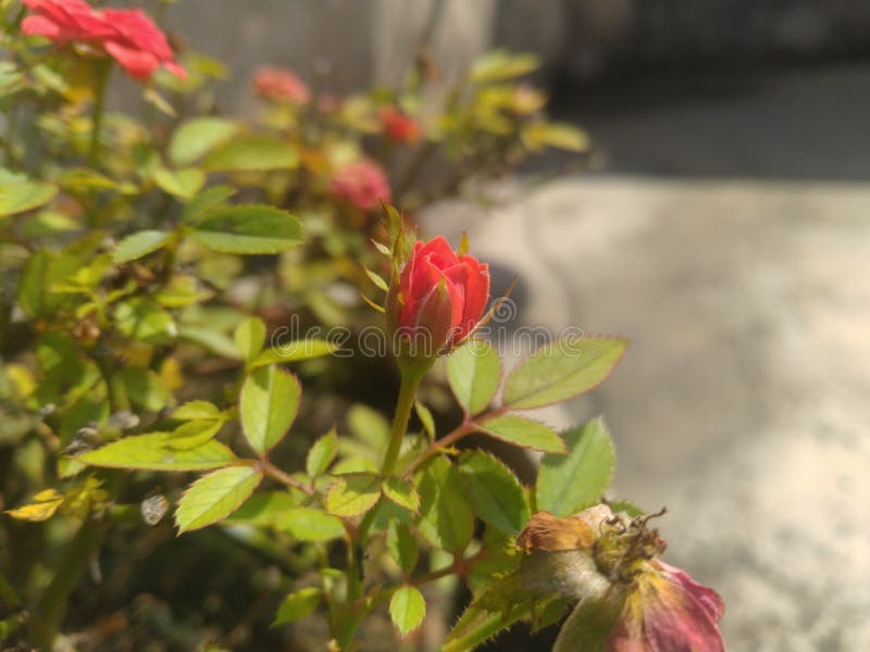 Red Rose Flower Buds stock image. Image of buds, flower - 198196013
