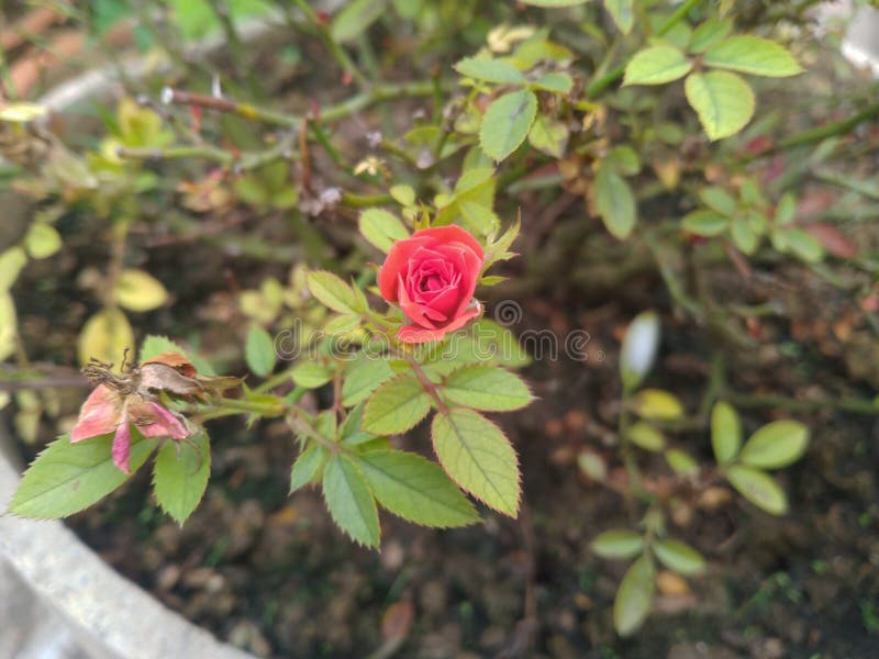 Red Rose Flower Buds stock photo. Image of shrub, fruit - 198300712